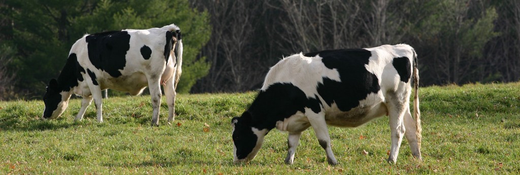 Irwin Stock Feeds | High Performance Feed For High Performance Cows